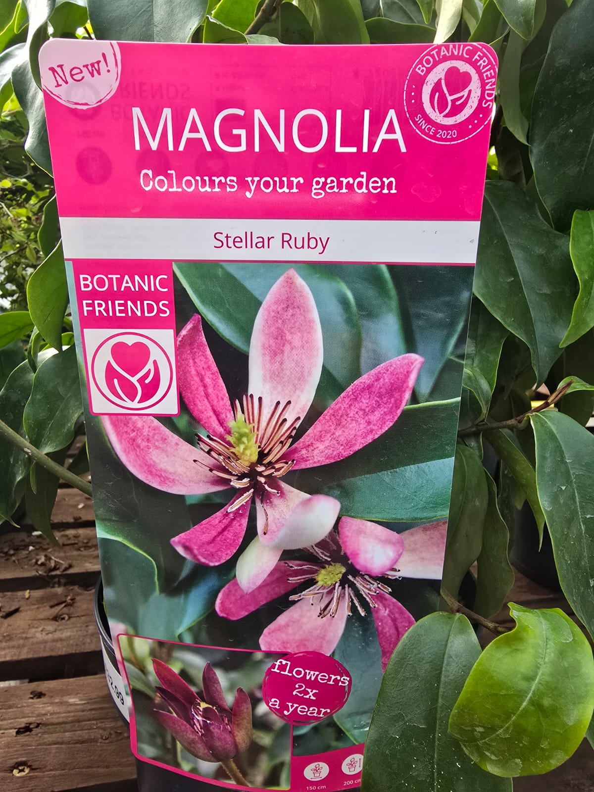 Magnolia Stella Ruby 3ltr £32.99 - Holland House Garden Centre Preston