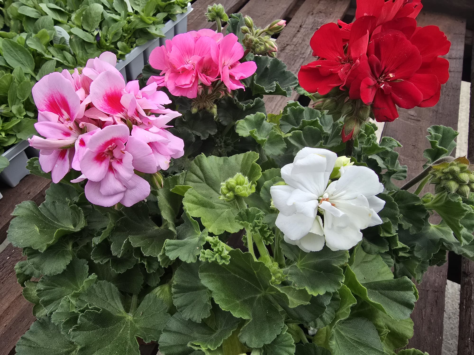 Pelargonium geranium x 4 for £12 - Holland House Garden Centre Preston