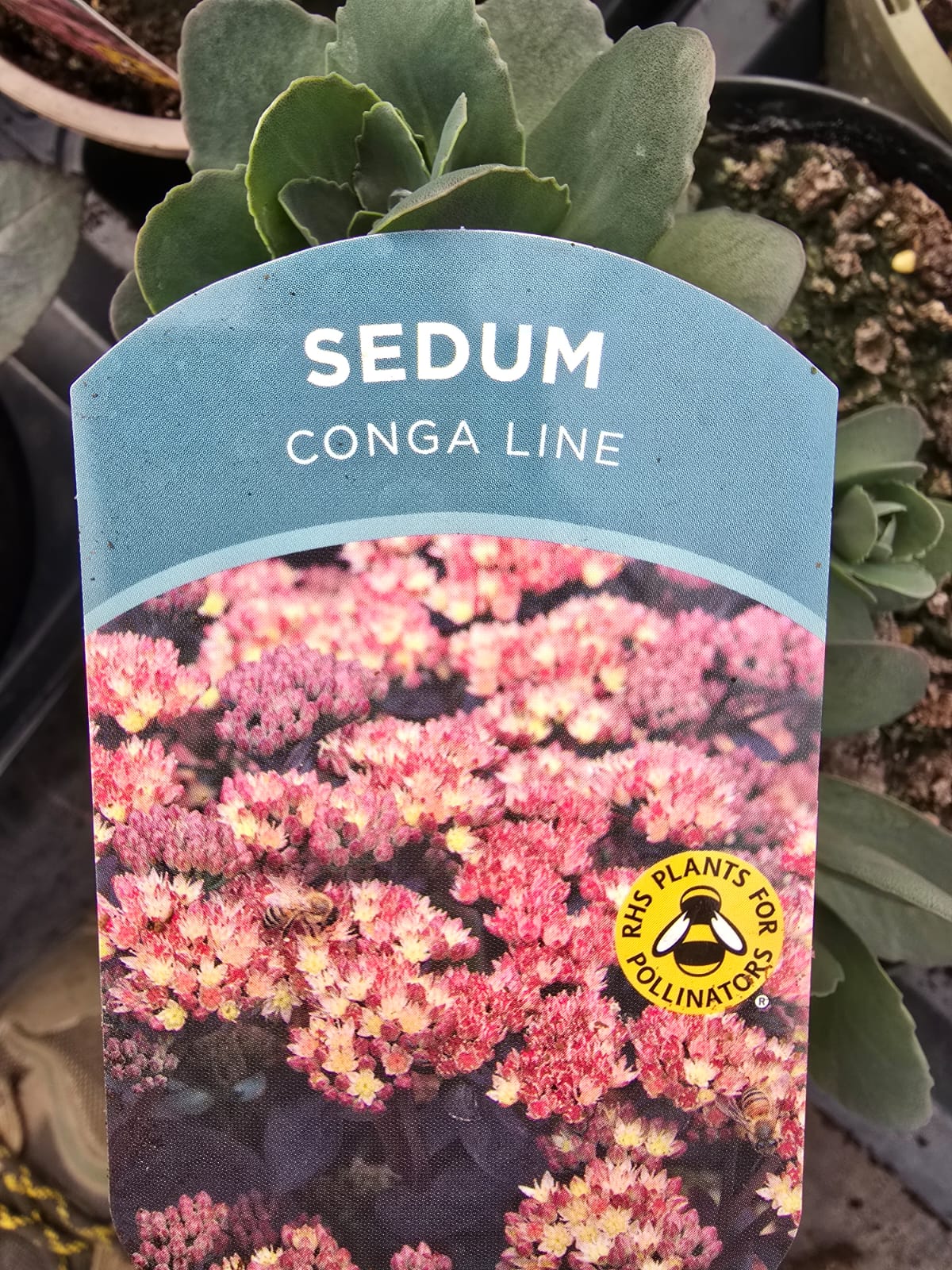 Sedum conga line 2ltr £9.99 - Holland House Garden Centre Preston
