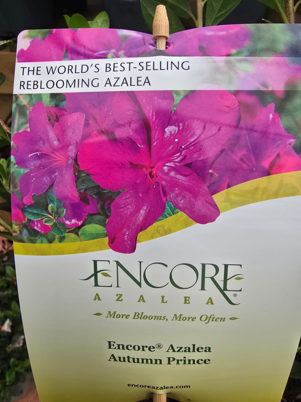 Azalea autumn prince 3ltr £16.99 - Holland House Garden Centre Preston