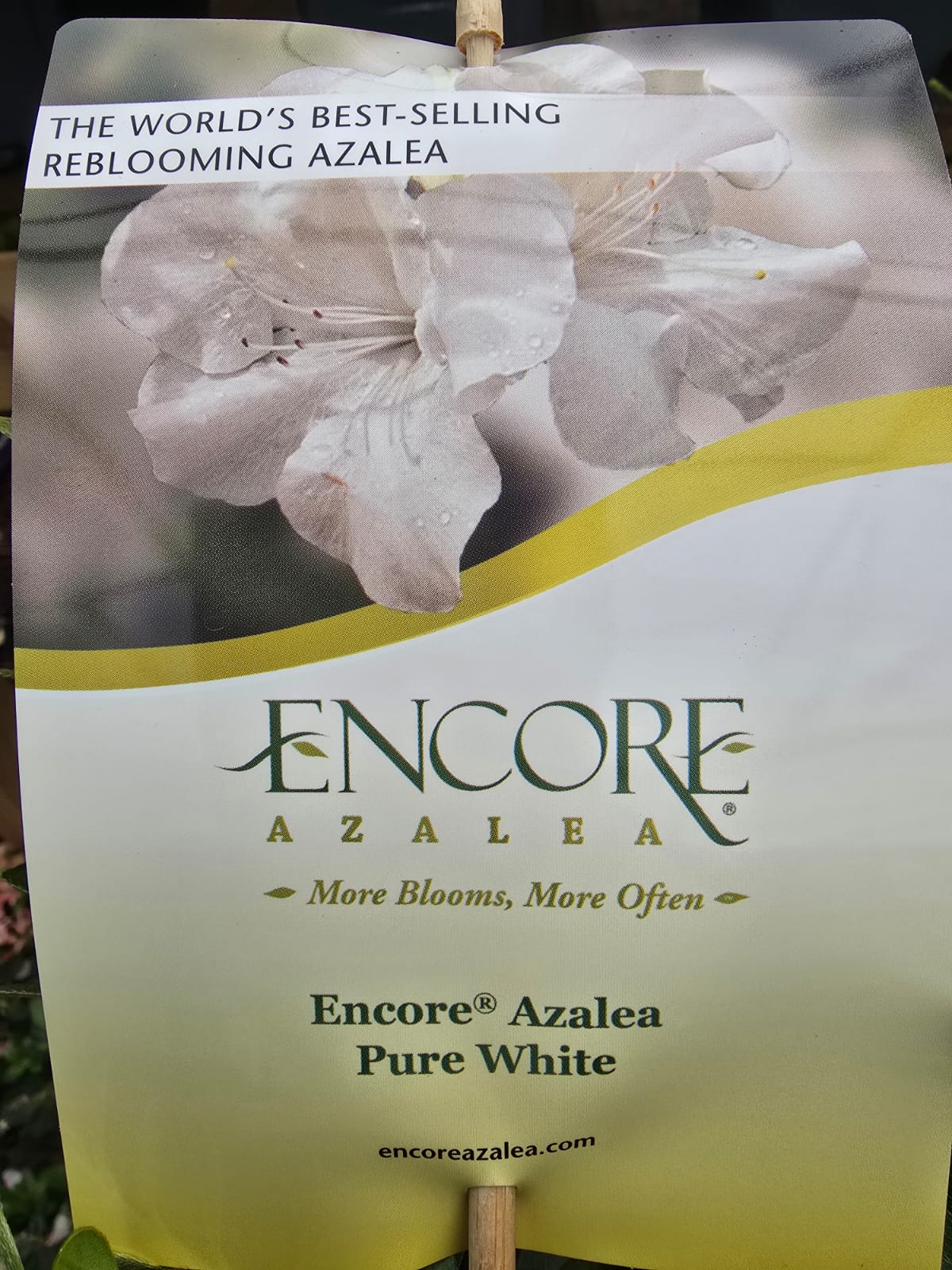 Azalea encore pure white 3ltr £16.99 - Holland House Garden Centre Preston