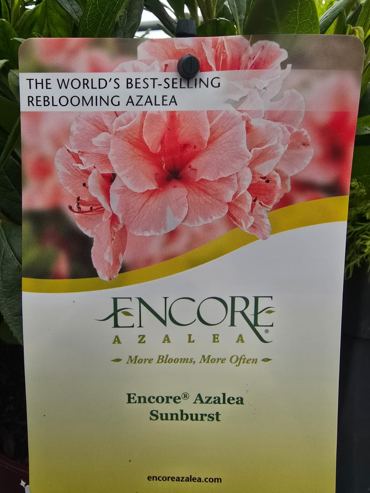 Azalea encore sunburst 3ltr £16.99 - Holland House Garden Centre Preston