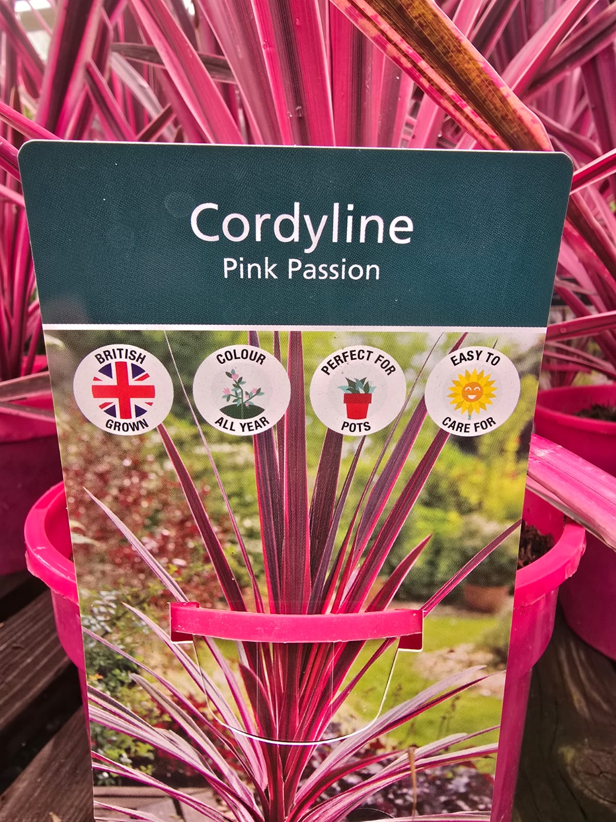 Cordyline pink passion 2ltr 19.99 - Holland House Garden Centre Preston