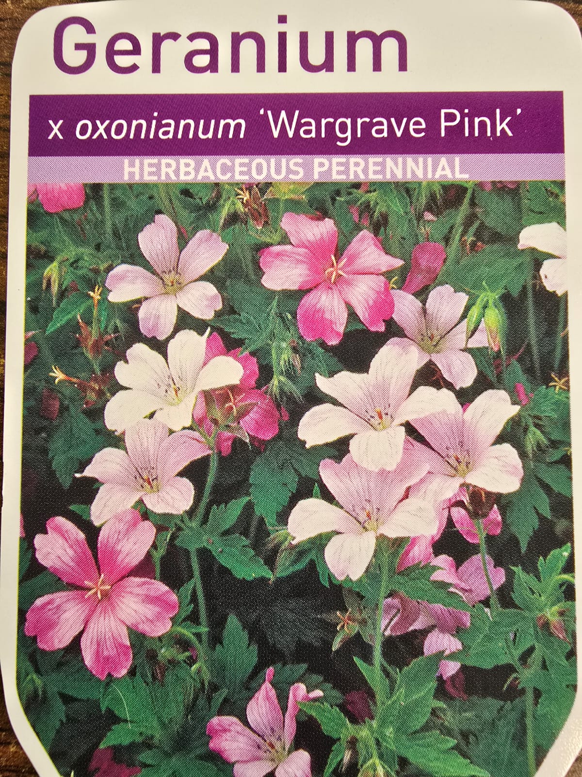 Geranium Wargrave pink 2ltr 7.99 - Holland House Garden Centre Preston