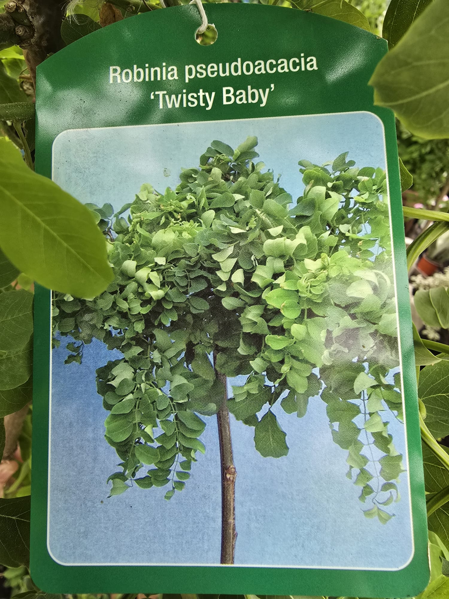 Robinia twisty baby 150cm £79.99 - Holland House Garden Centre Preston