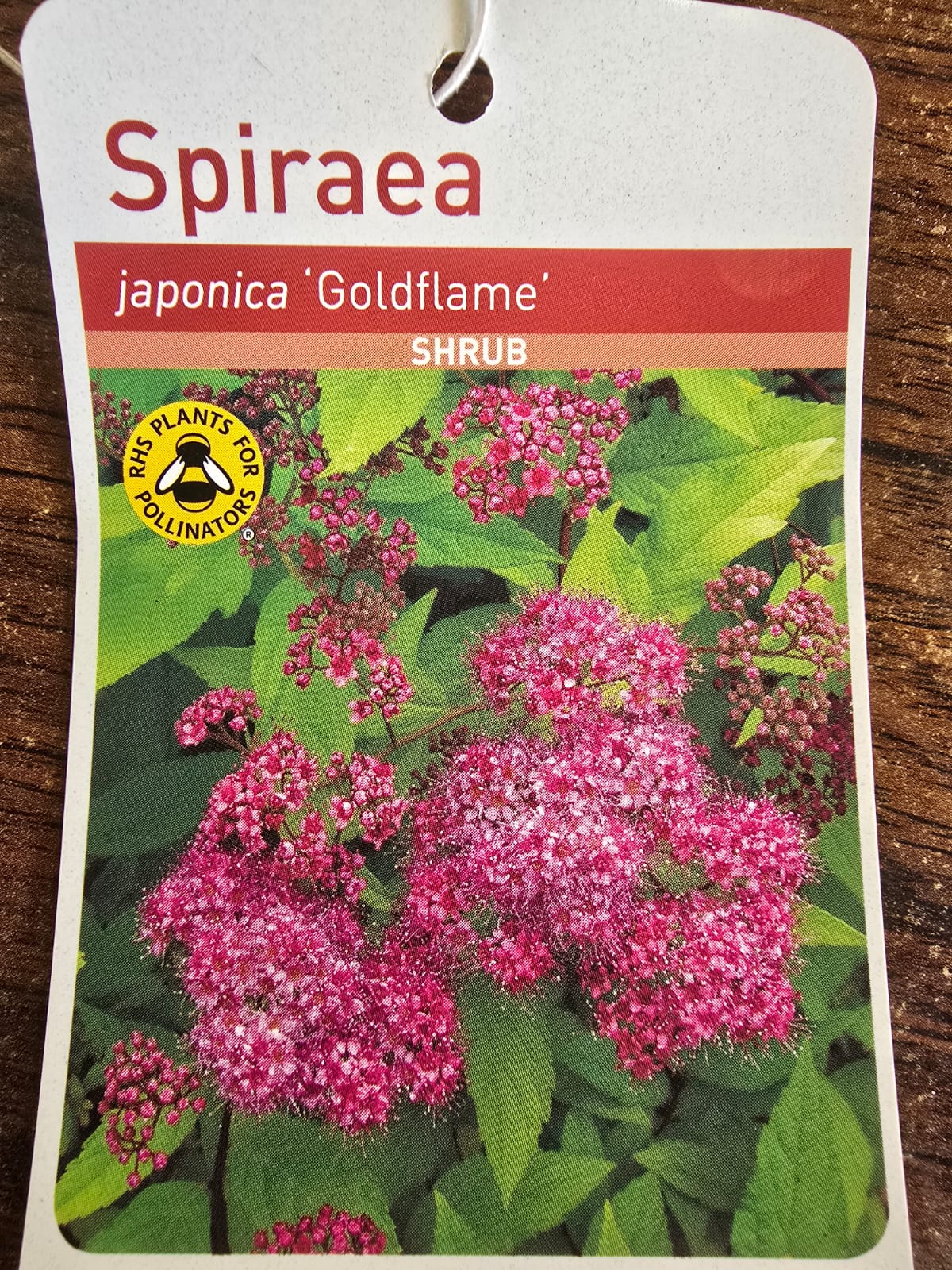 Spiraea gold flame 2ltr 7.99 - Holland House Garden Centre Preston