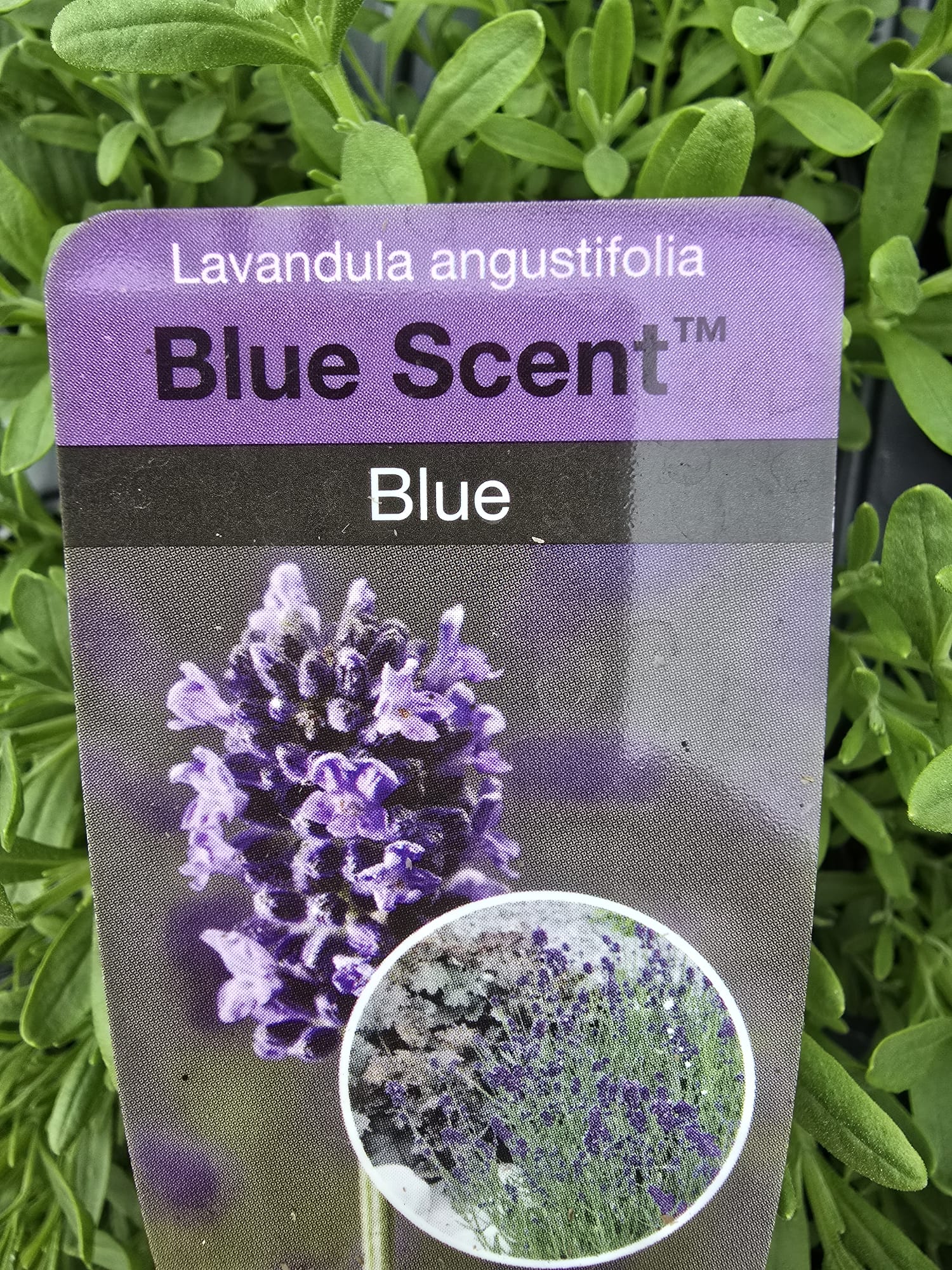 Lavandula Angustifolia Blue 2ltr - Holland House Garden Centre Preston