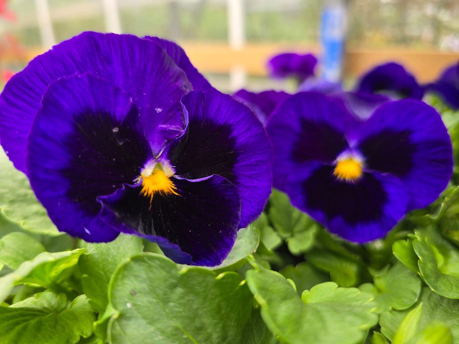 Pansy Blue 6 Pack - Holland House Garden Centre Preston