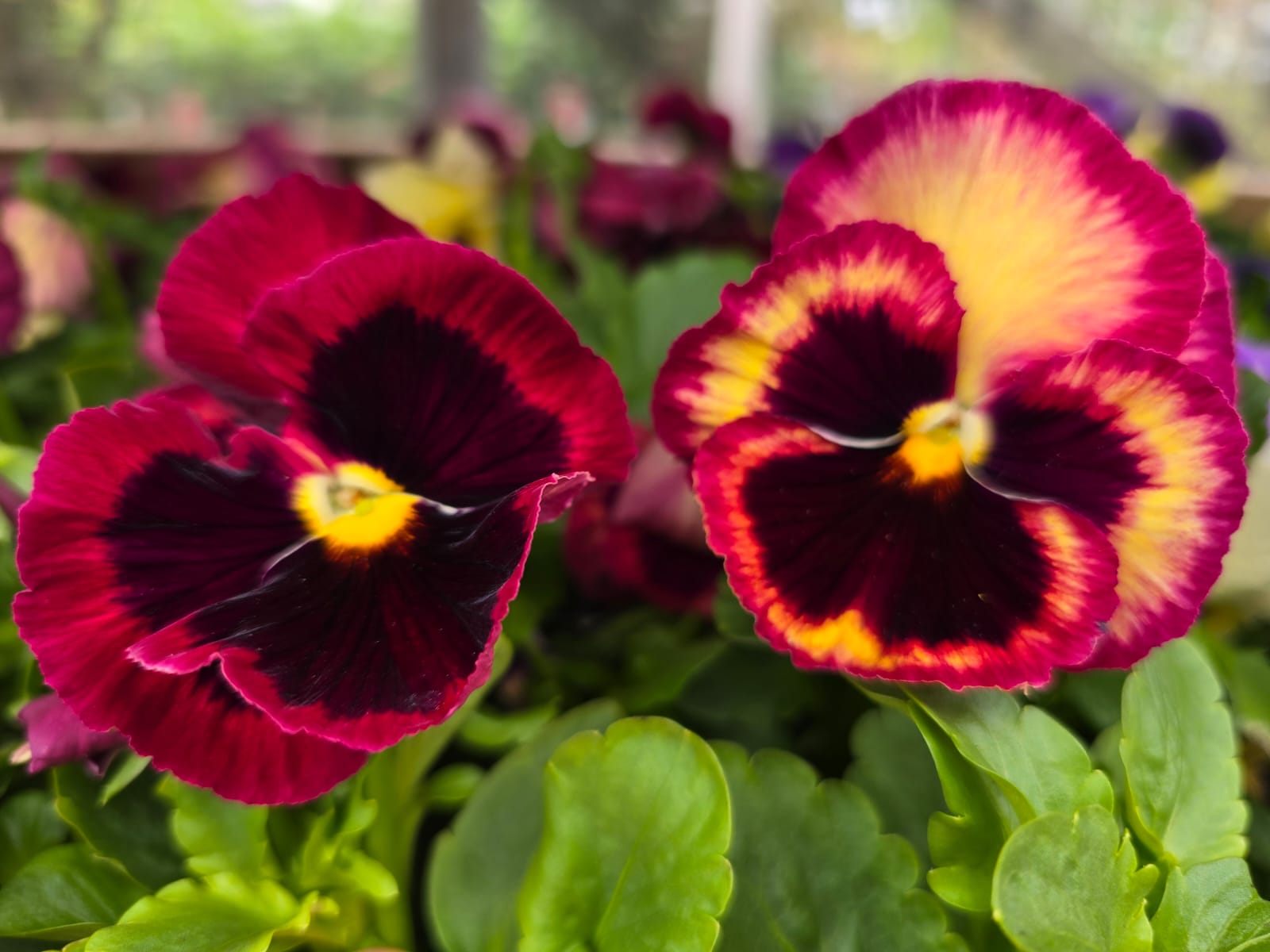Pansy Burgundy 6 Pack - Holland House Garden Centre Preston