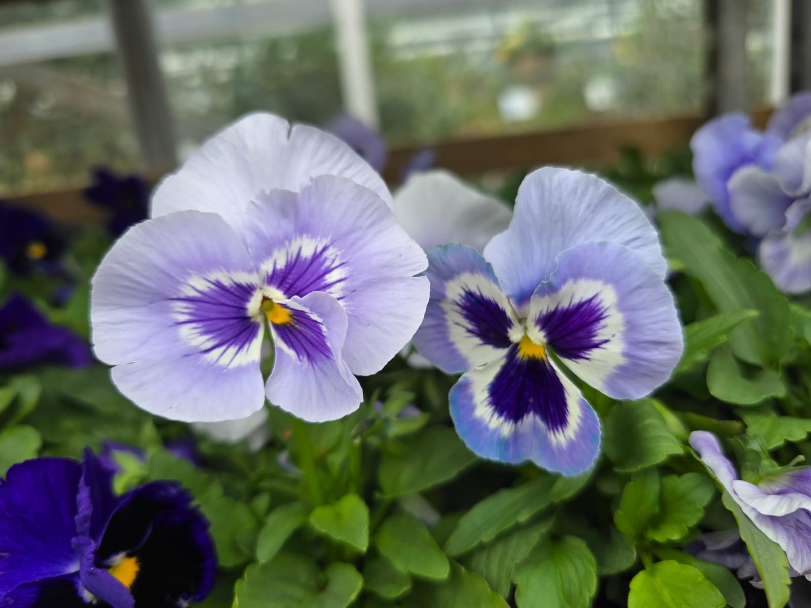 Pansy Light Blue 6 Pack - Holland House Garden Centre Preston