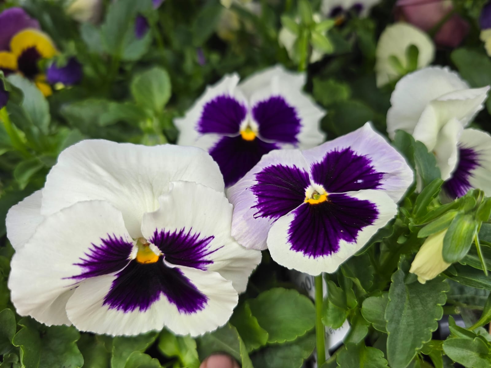 Pansy White 6 Pack - Holland House Garden Centre Preston