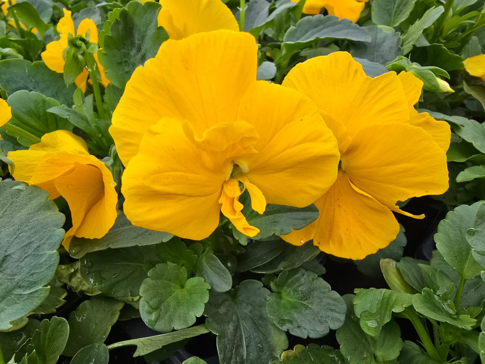 Pansy Yellow 6 Pack - Holland House Garden Centre Preston