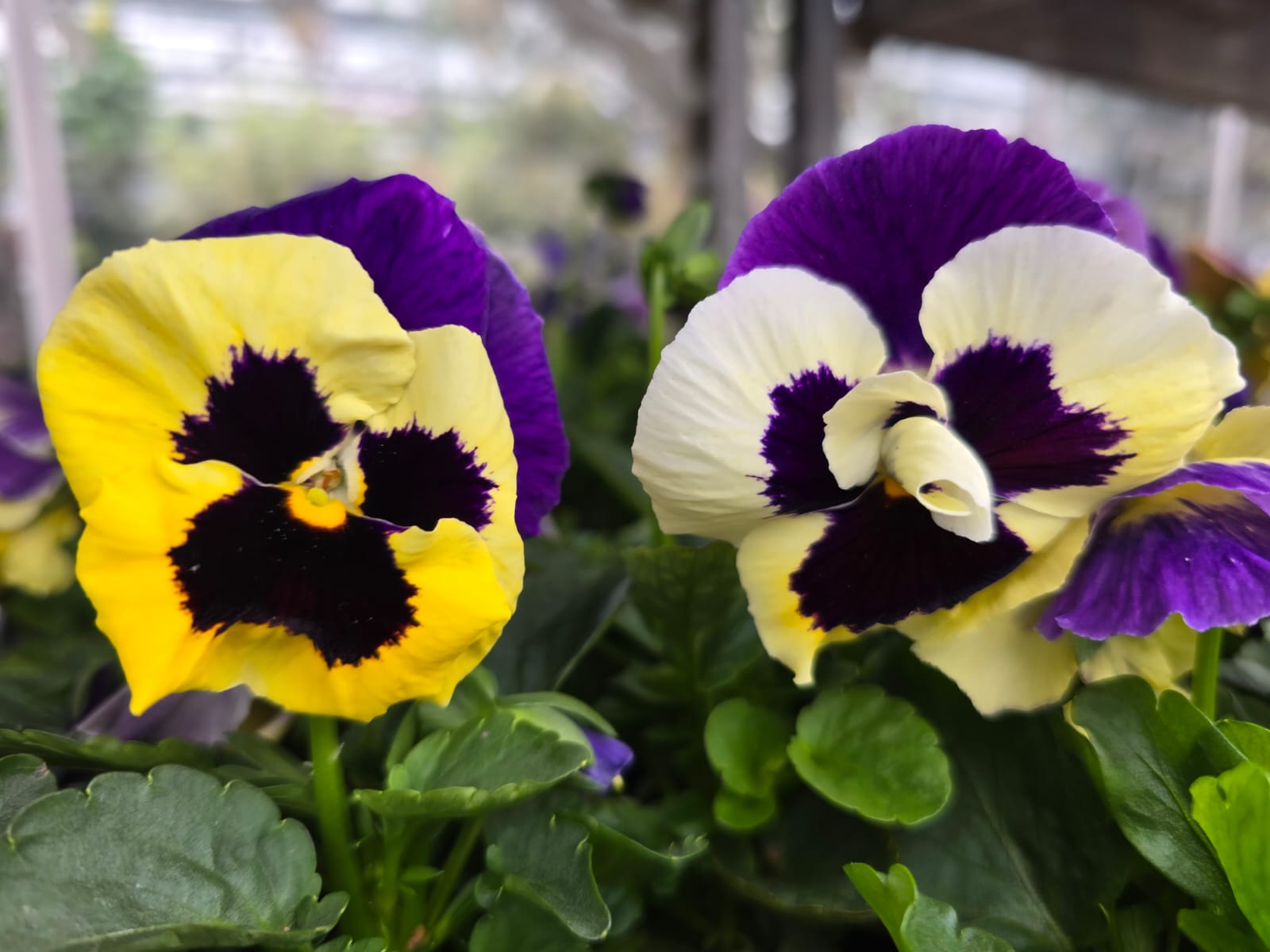Pansy Yellow Wing 6 Pack - Holland House Garden Centre Preston