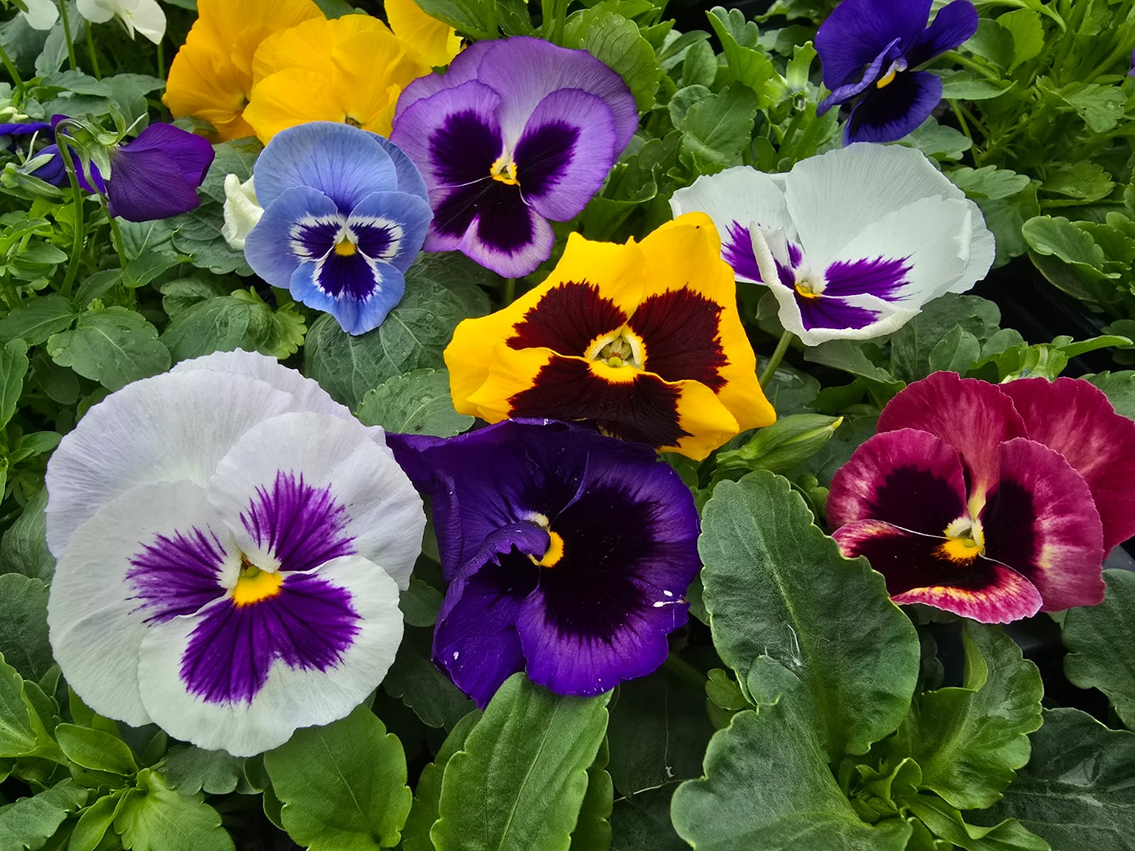 Pansy mix 6 Pack - Holland House Garden Centre Preston
