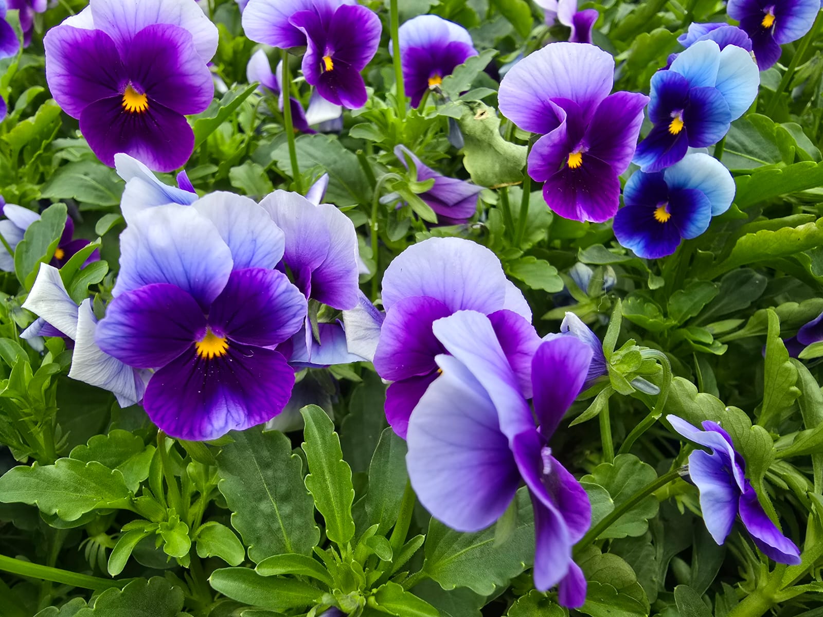 Viola Blue 6 Pack - Holland House Garden Centre Preston