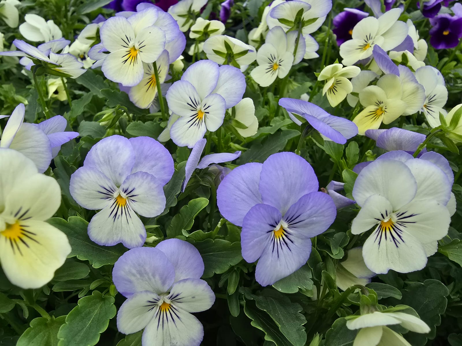 Viola Light Blue 6 Pack - Holland House Garden Centre Preston