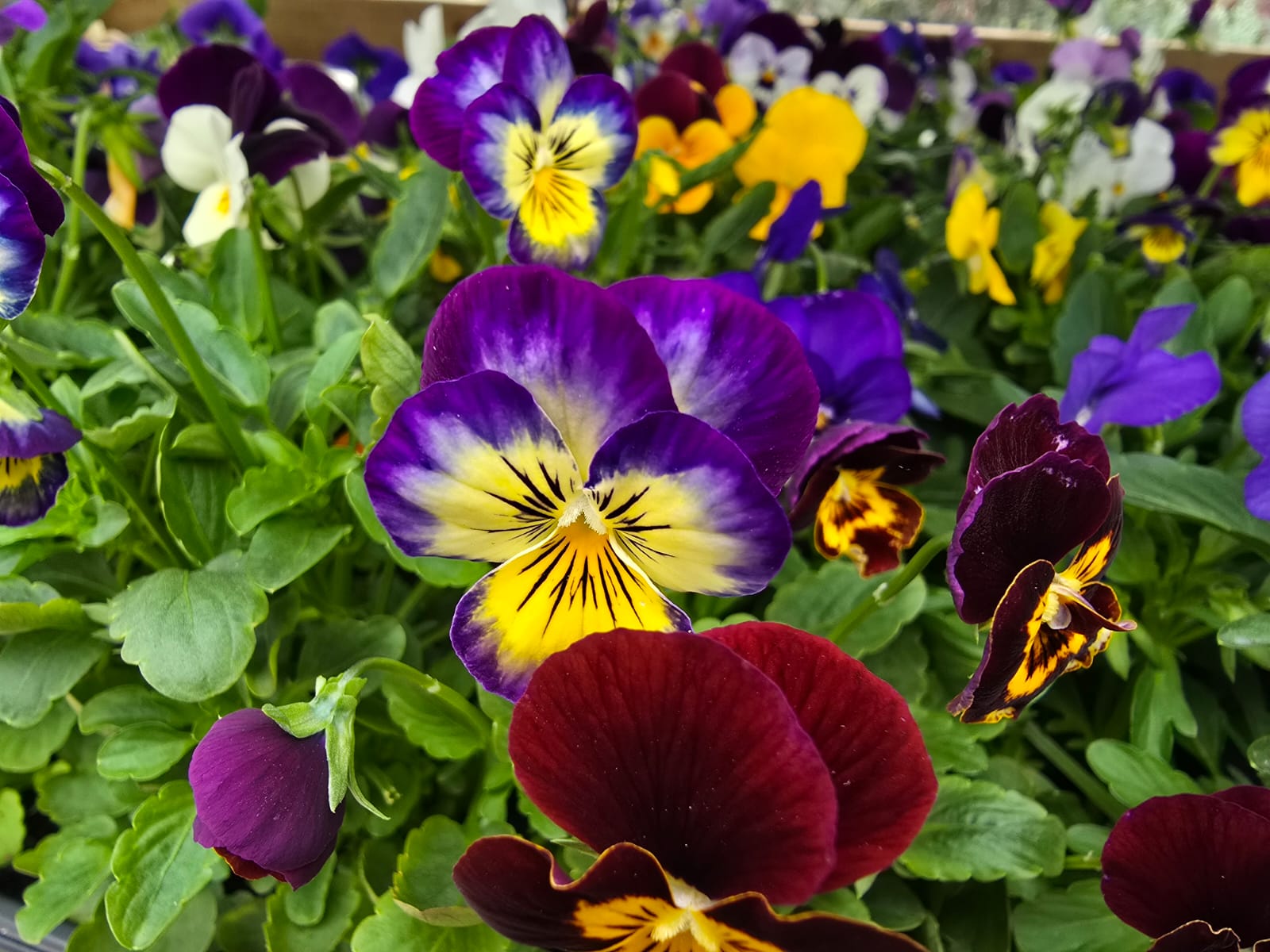 Viola Mix Colour 6 Pack - Holland House Garden Centre Preston