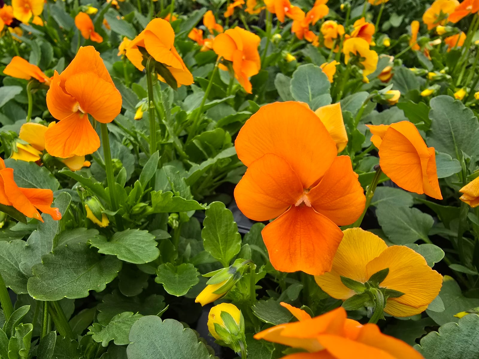 Viola Orange 6 Pack - Holland House Garden Centre Preston