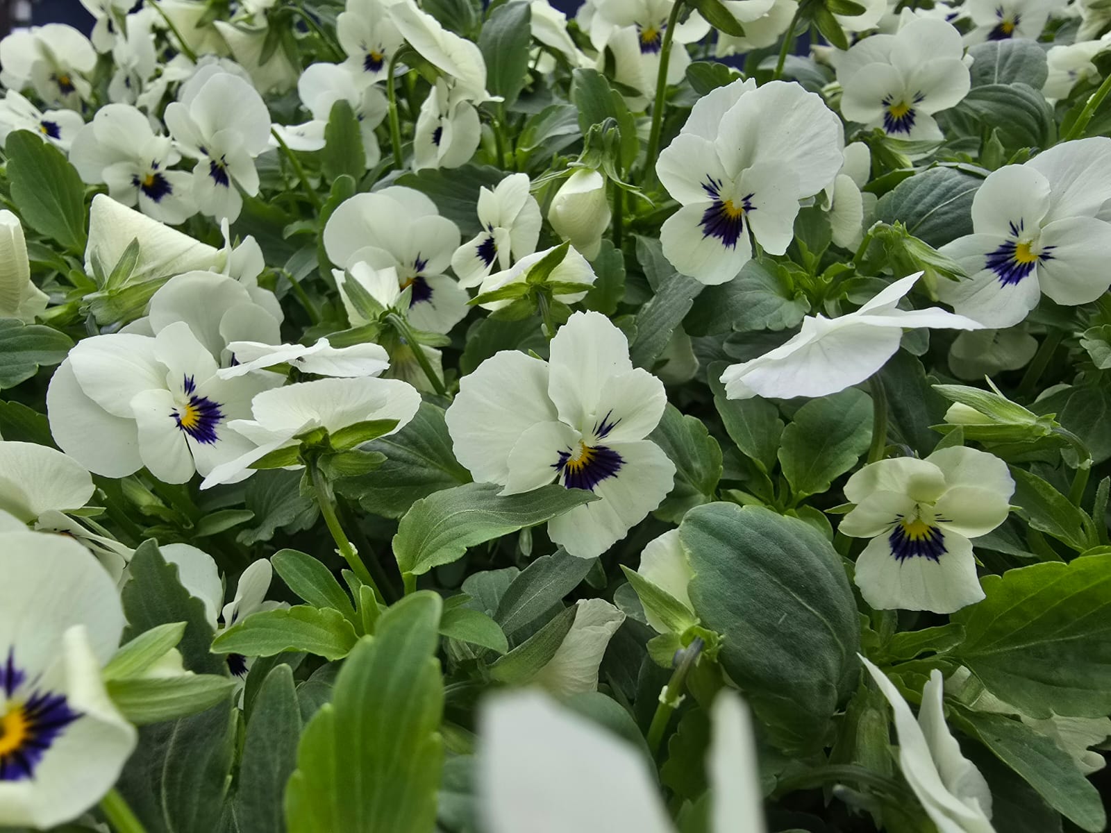 Viola White 6 Pack - Holland House Garden Centre Preston