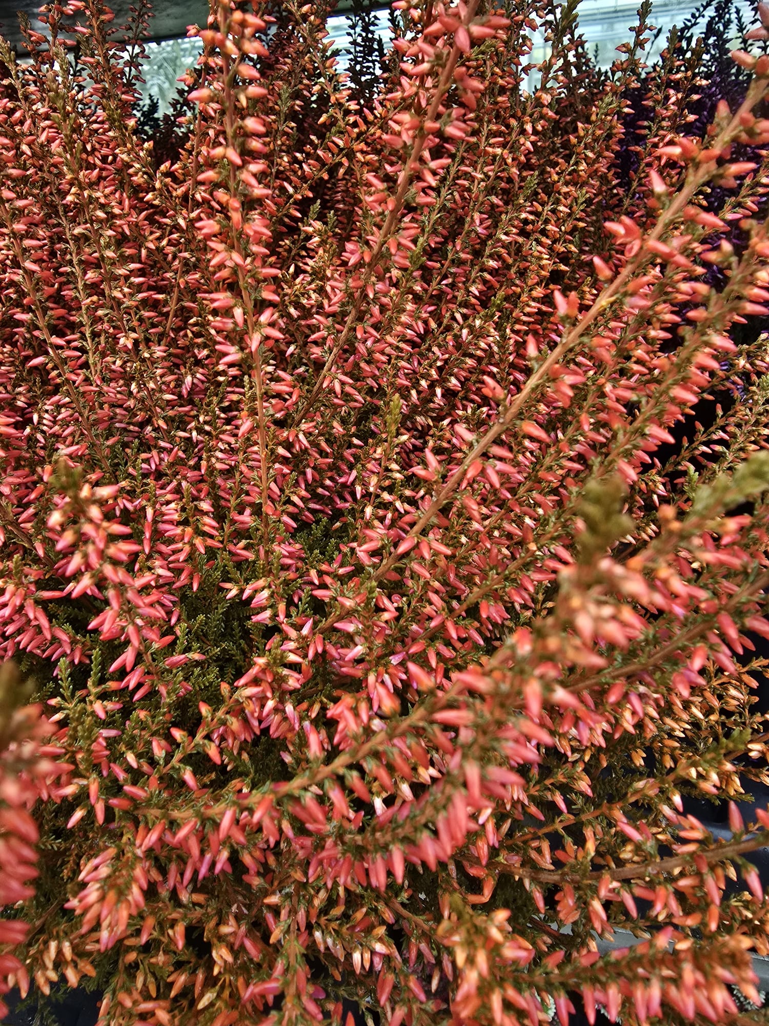 Orange sprayed heather - Holland House Garden Centre Preston