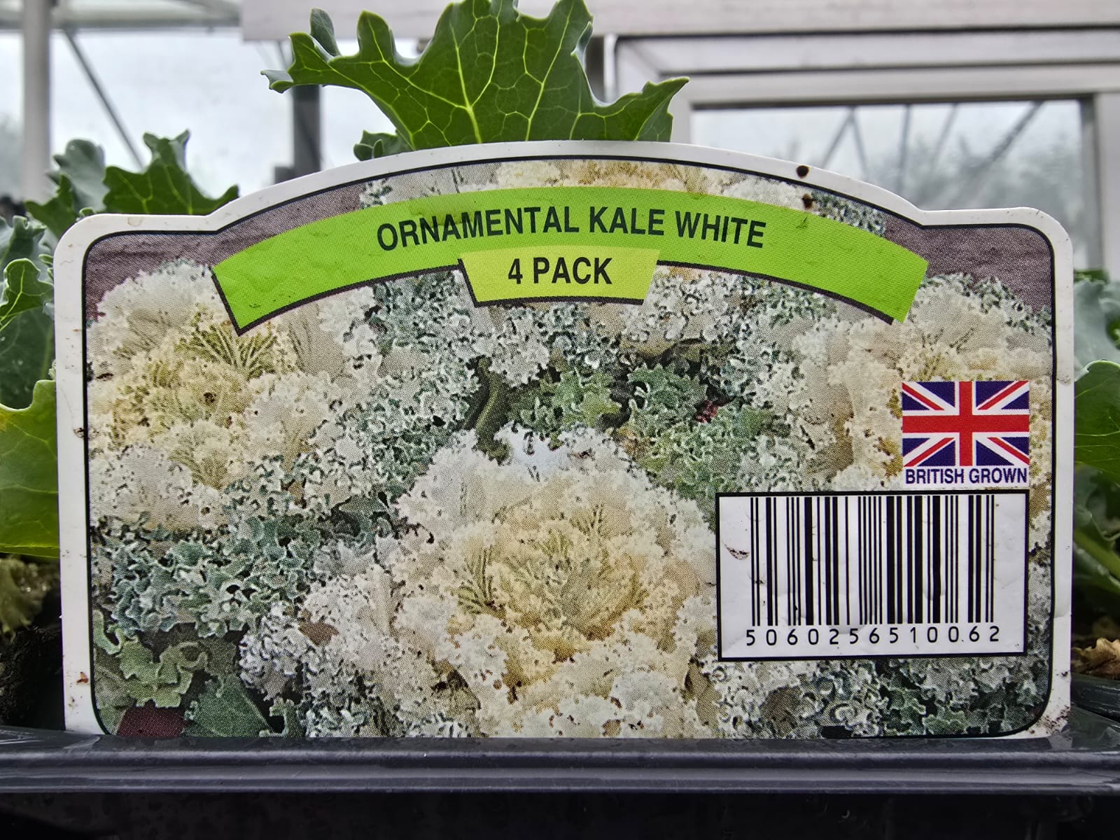 Ornimental kale white 4 pack - Holland House Garden Centre Preston