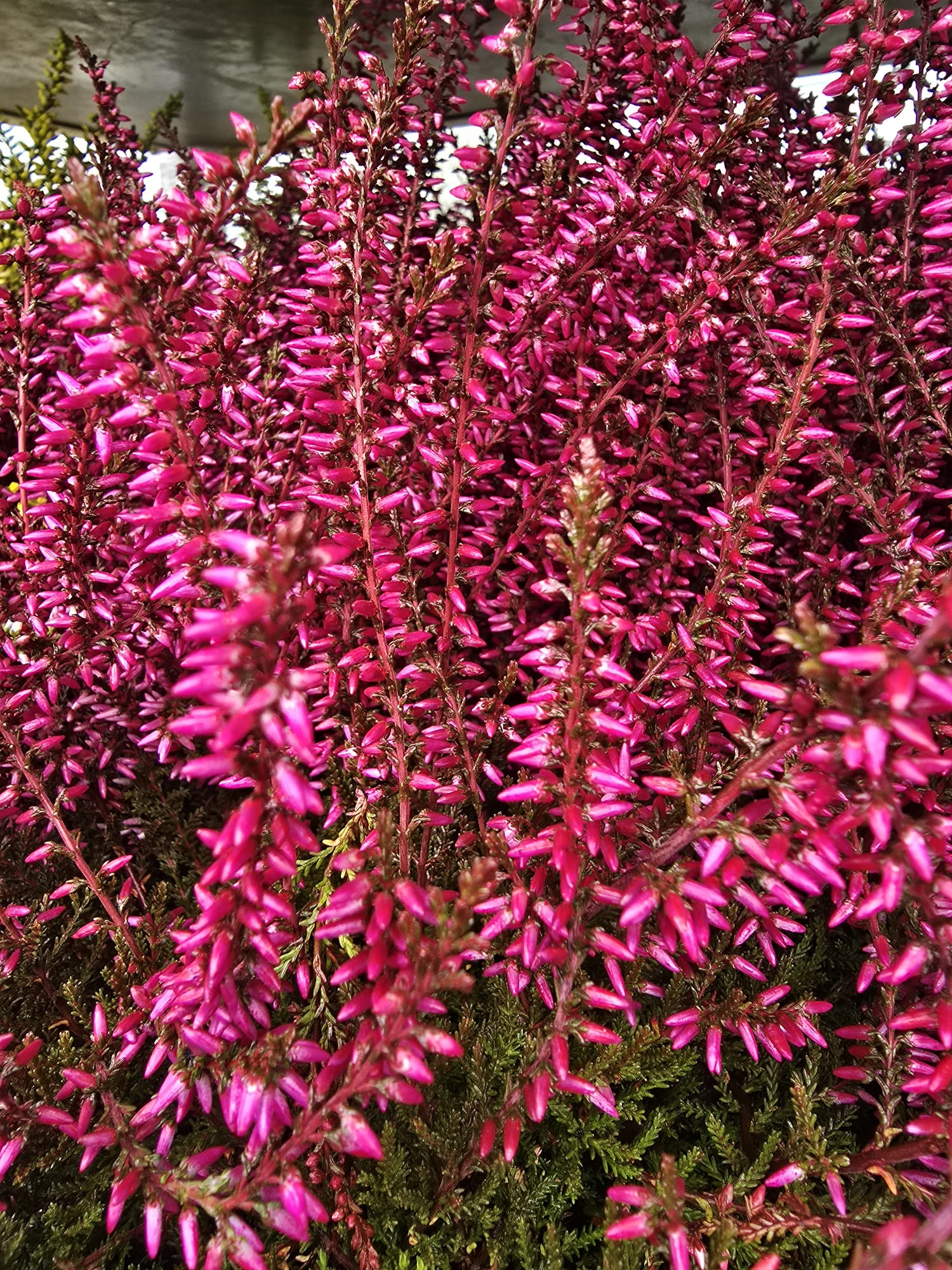 Pink sprayed Heather - Holland House Garden Centre Preston