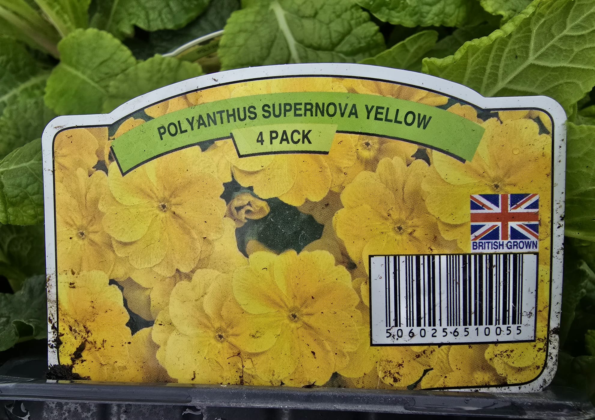 Polyanthus yellow 4 pack - Holland House Garden Centre Preston