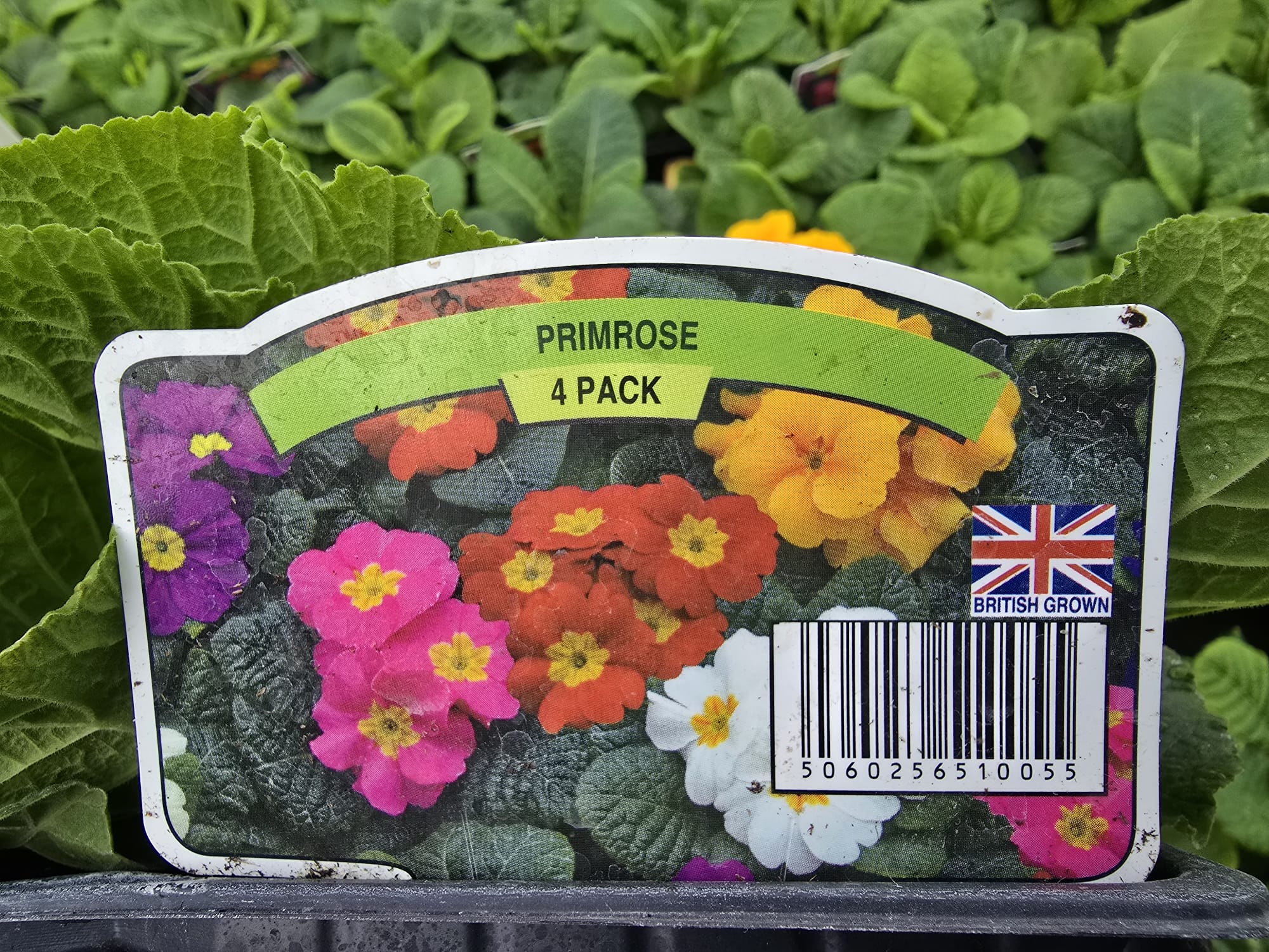 Primula mixed 4 pack - Holland House Garden Centre Preston
