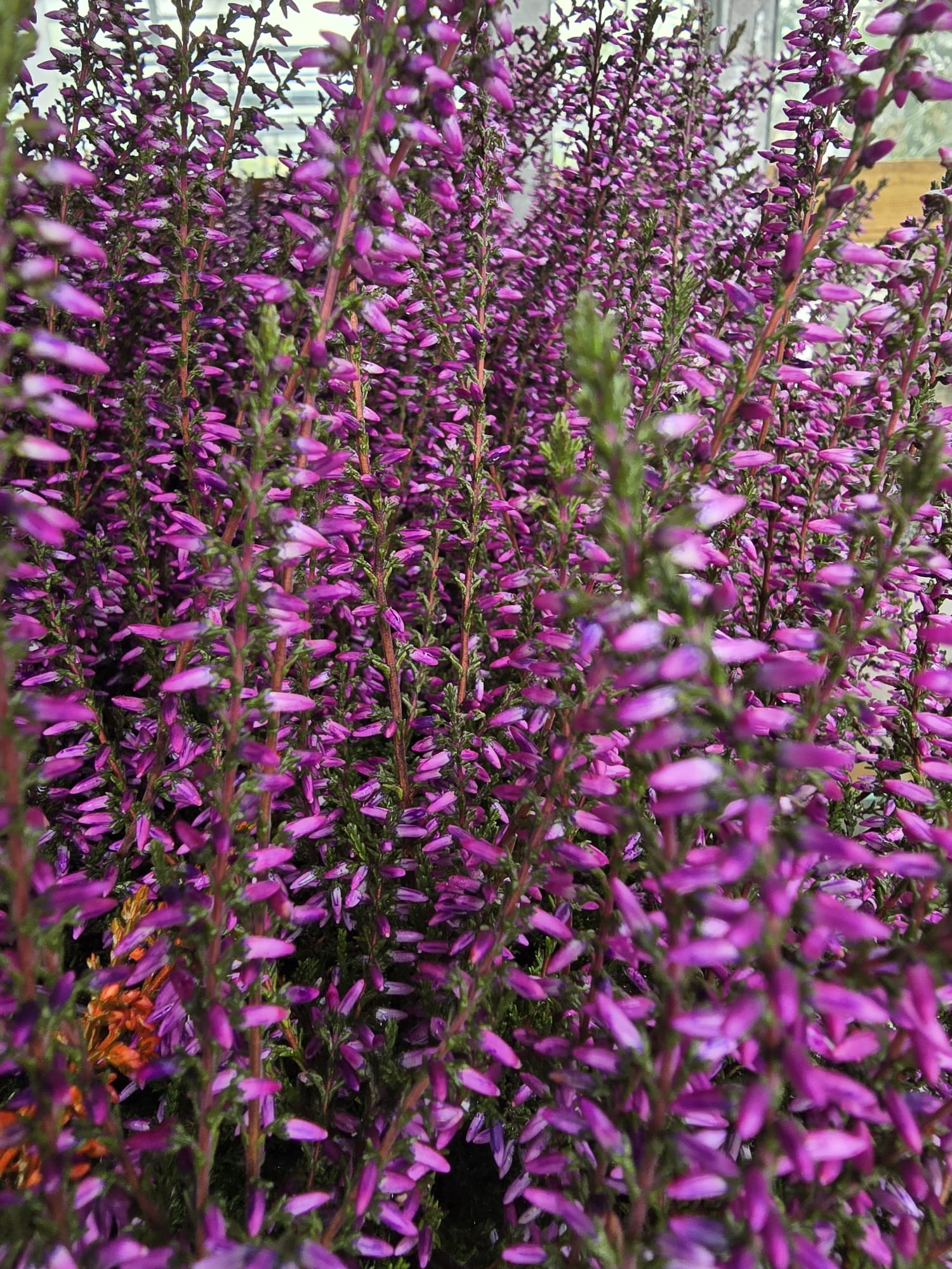 Purple sprayed heather 10 cm - Holland House Garden Centre Preston