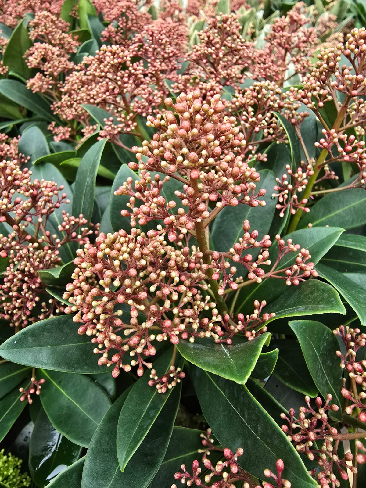 Skimmia rubella 4ltr - Holland House Garden Centre Preston