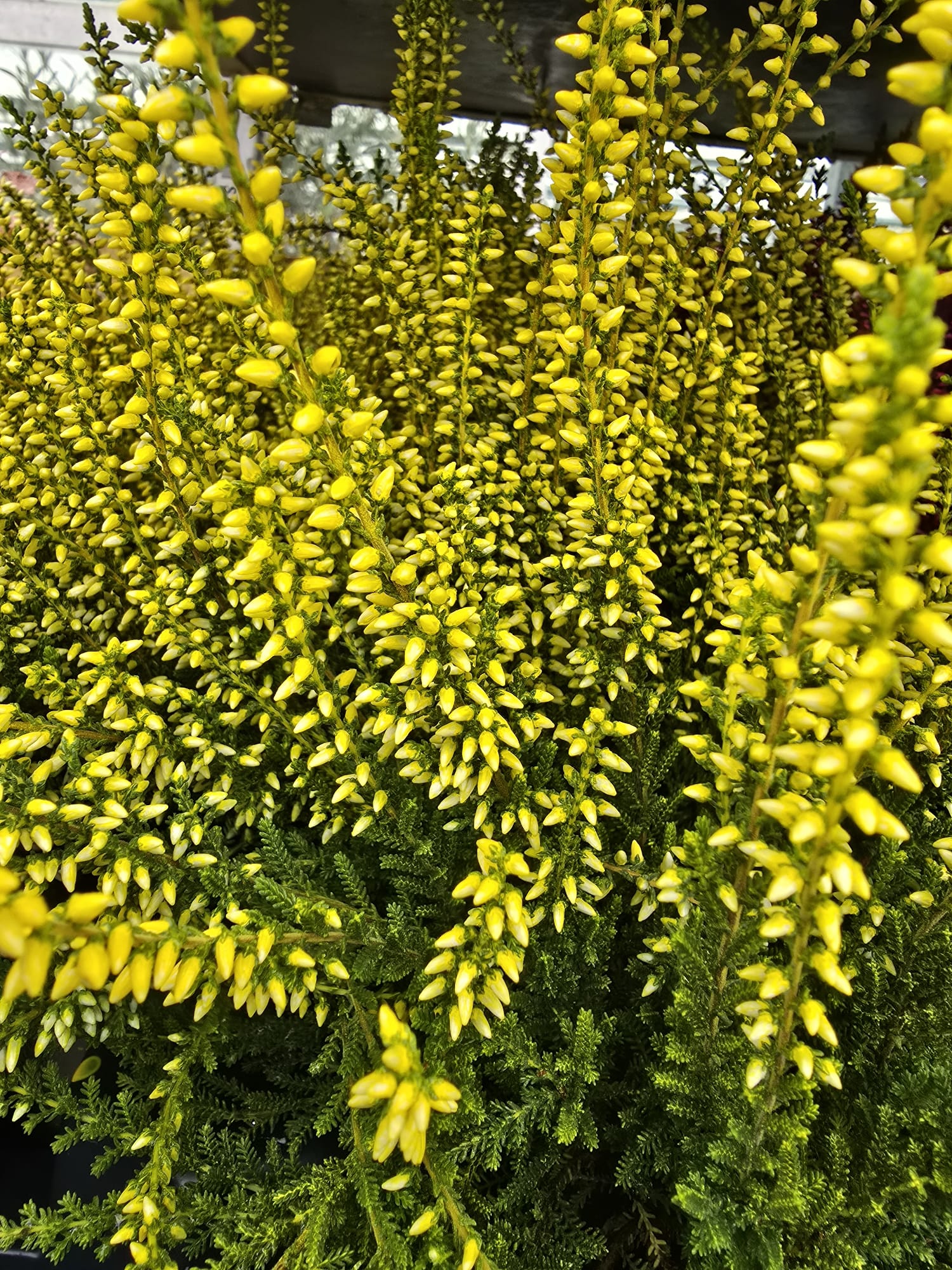 Yellow sprayed heather 10 cm - Holland House Garden Centre Preston