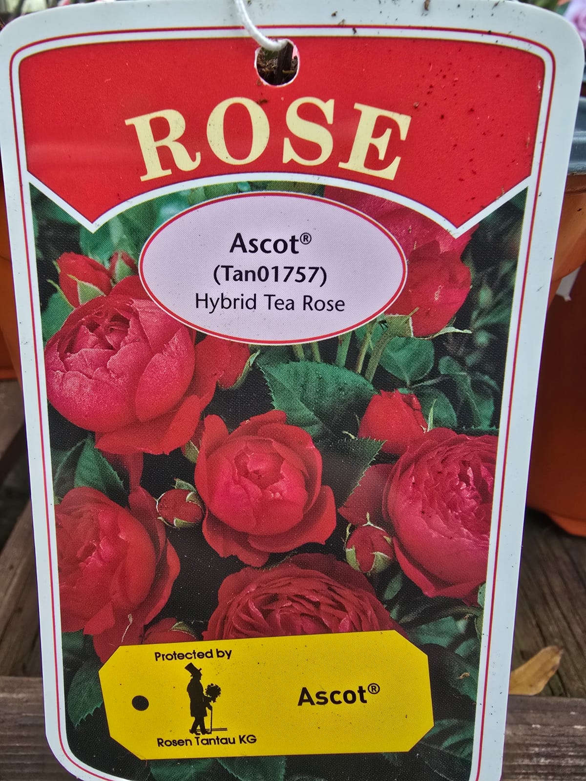 Rose Ascot 2ltr - Holland House Garden Centre Preston
