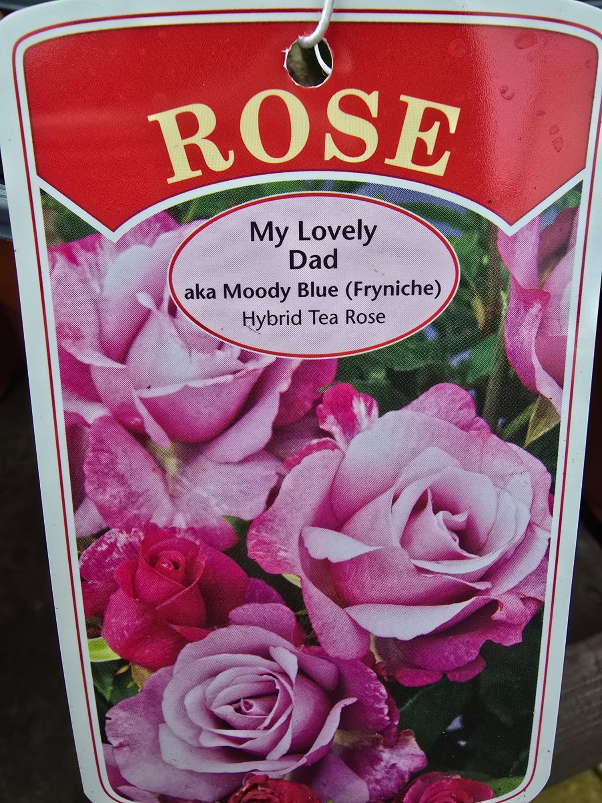 Rose My lovely dad 2ltr - Holland House Garden Centre Preston