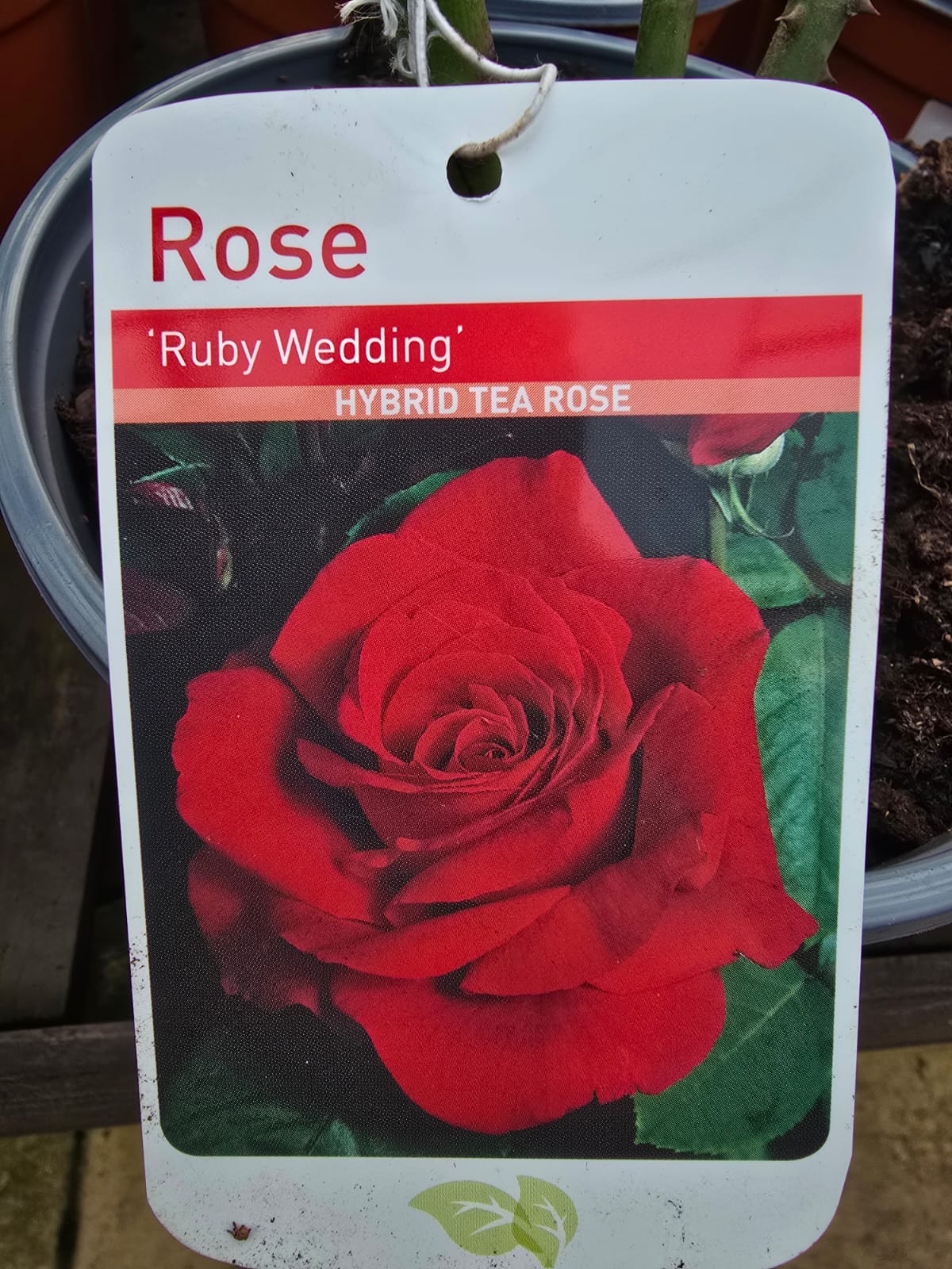 Rose Ruby wedding 2ltr - Holland House Garden Centre Preston