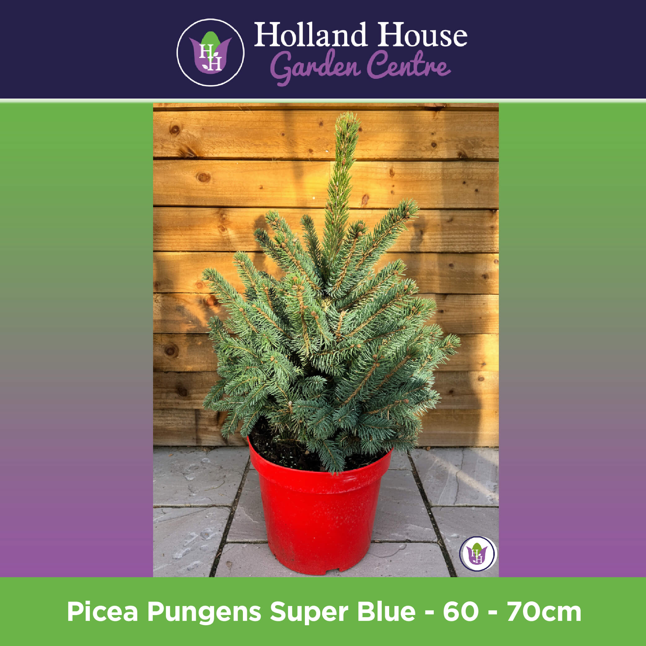 Picea Pungens Super Blue 60/70 cm - Holland House Garden Centre Preston