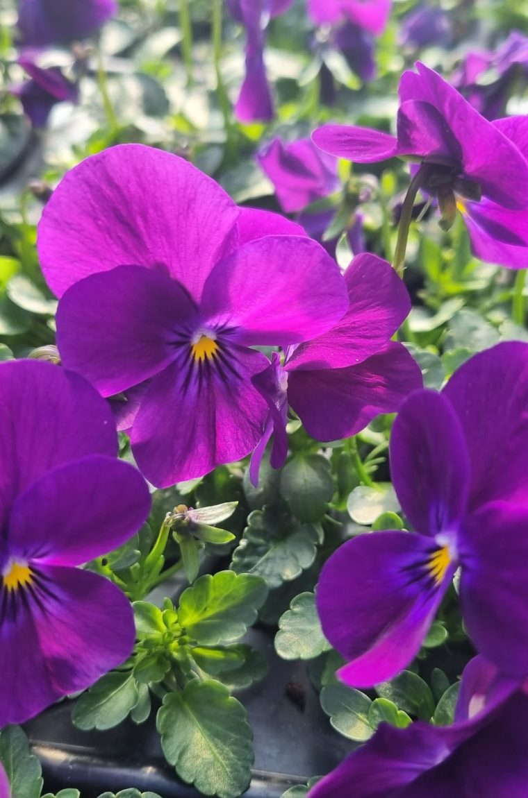 Days out in Preston - Garden Centre Preston